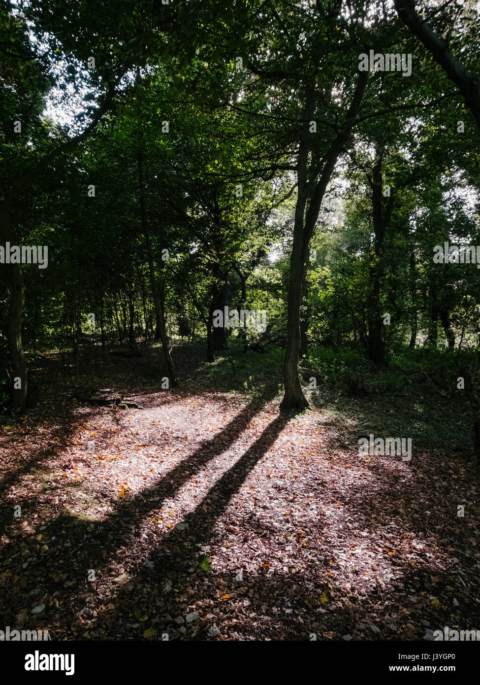 Dense shadows hi-res stock photography and images - Alamy