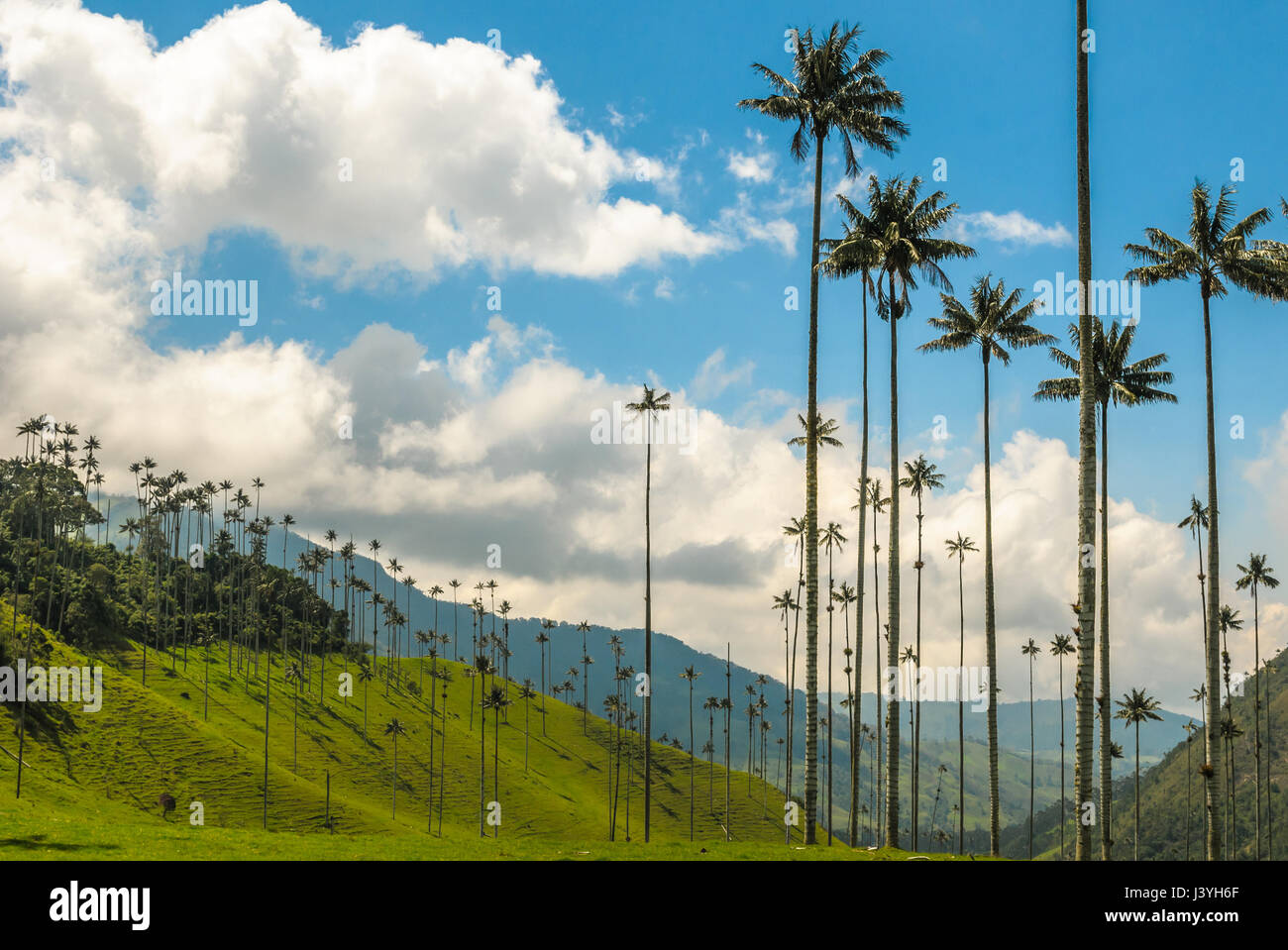 Wax palm trees of Cocora Valley, Colombia Stock Photo - Alamy