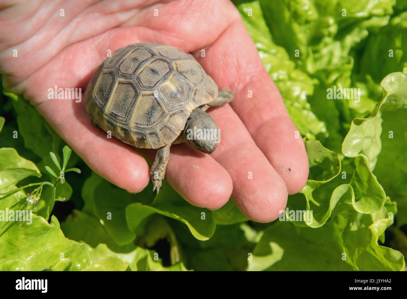 Hand holding a small turtle Stock Photo - Alamy