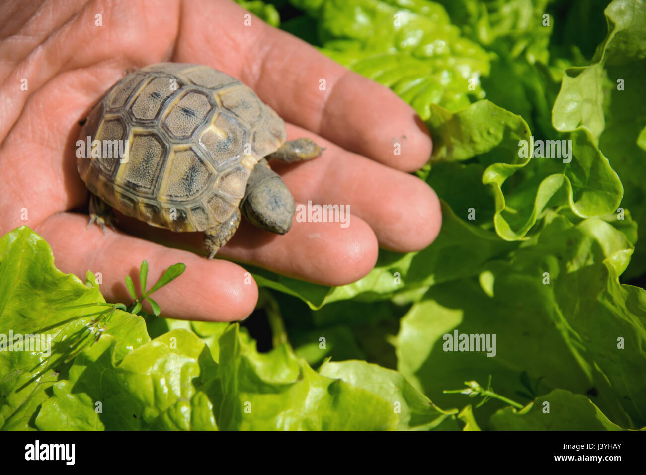 Hand holding a small turtle Stock Photo - Alamy