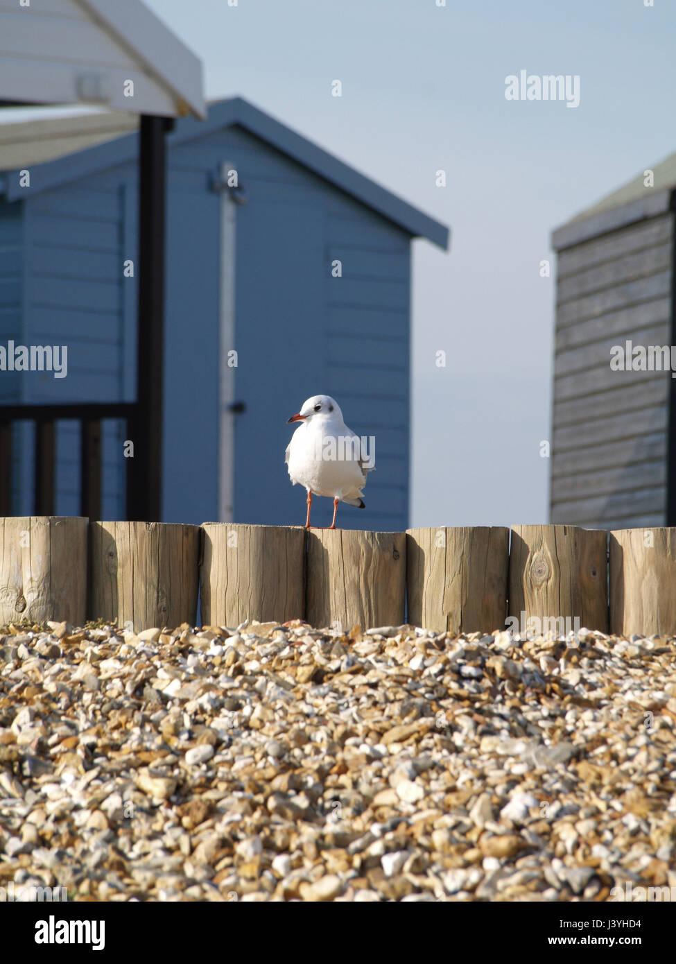 Seagull sat on post near beach huts on Calshot Beach, Southampton ...