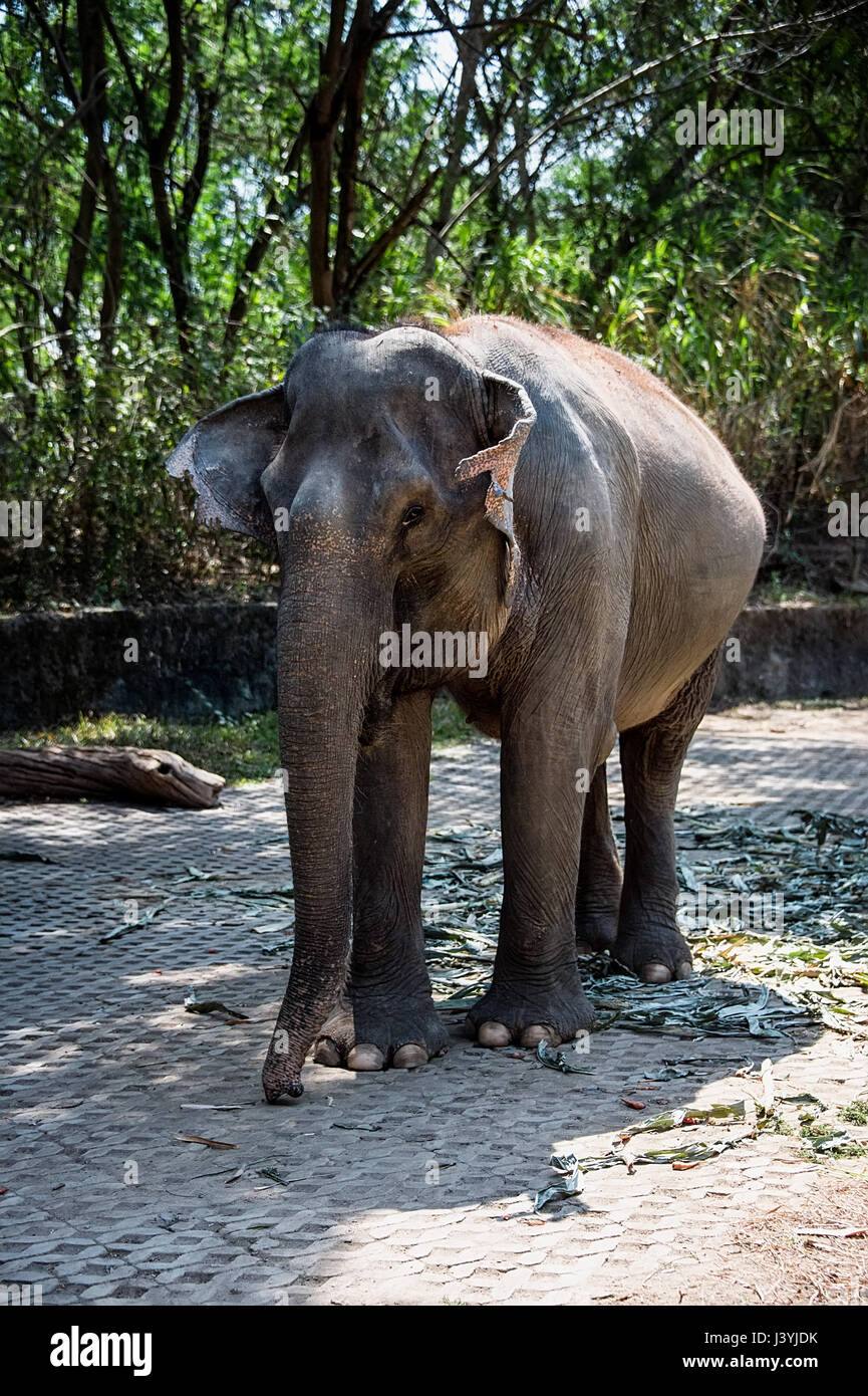 the big gray elephant is walking along the old stone fence in a ...