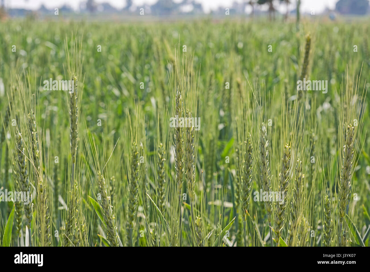 Closeup detail of wheat plants growing in rural countryside field ...