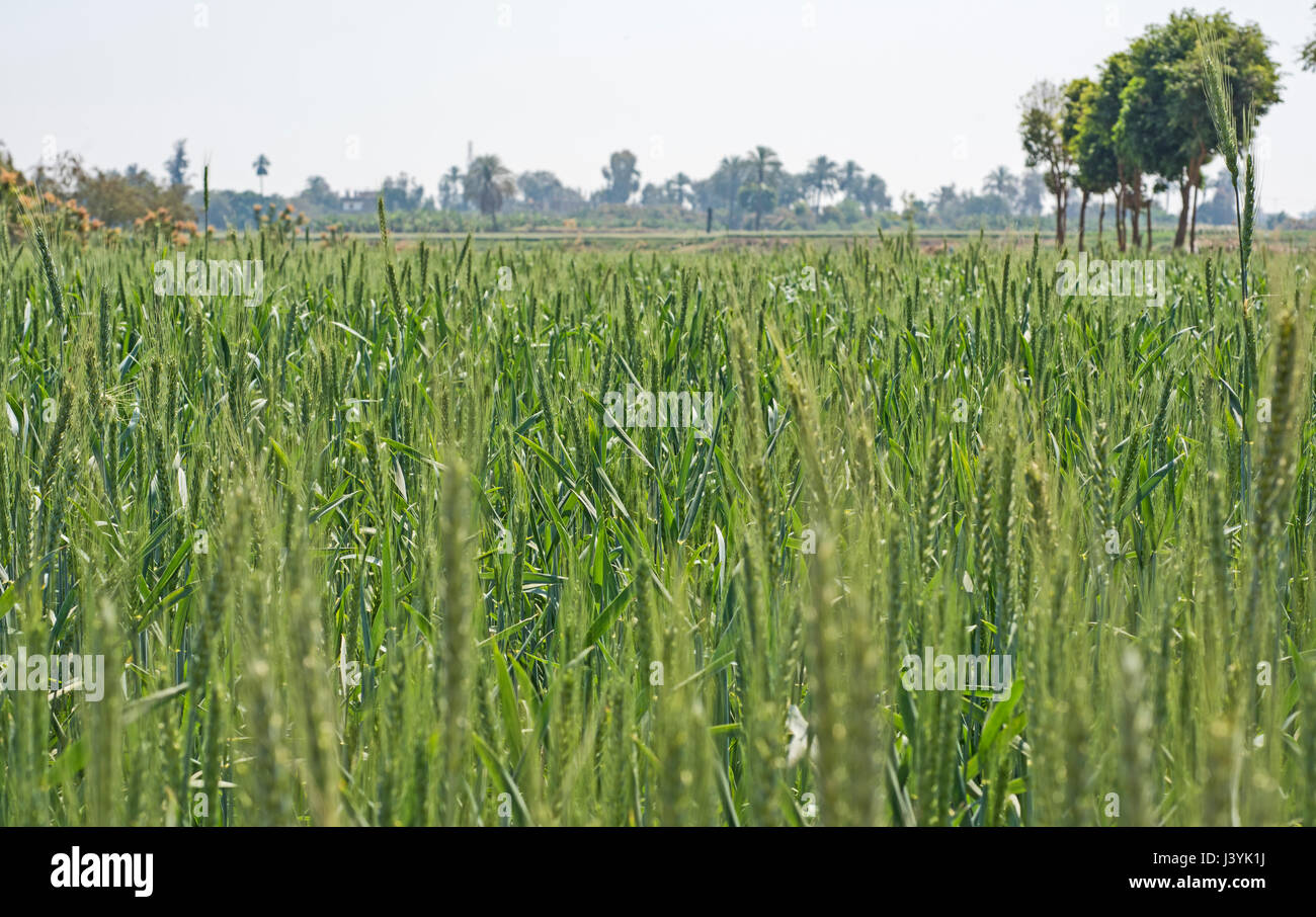 Closeup detail of wheat plants growing in rural countryside field ...