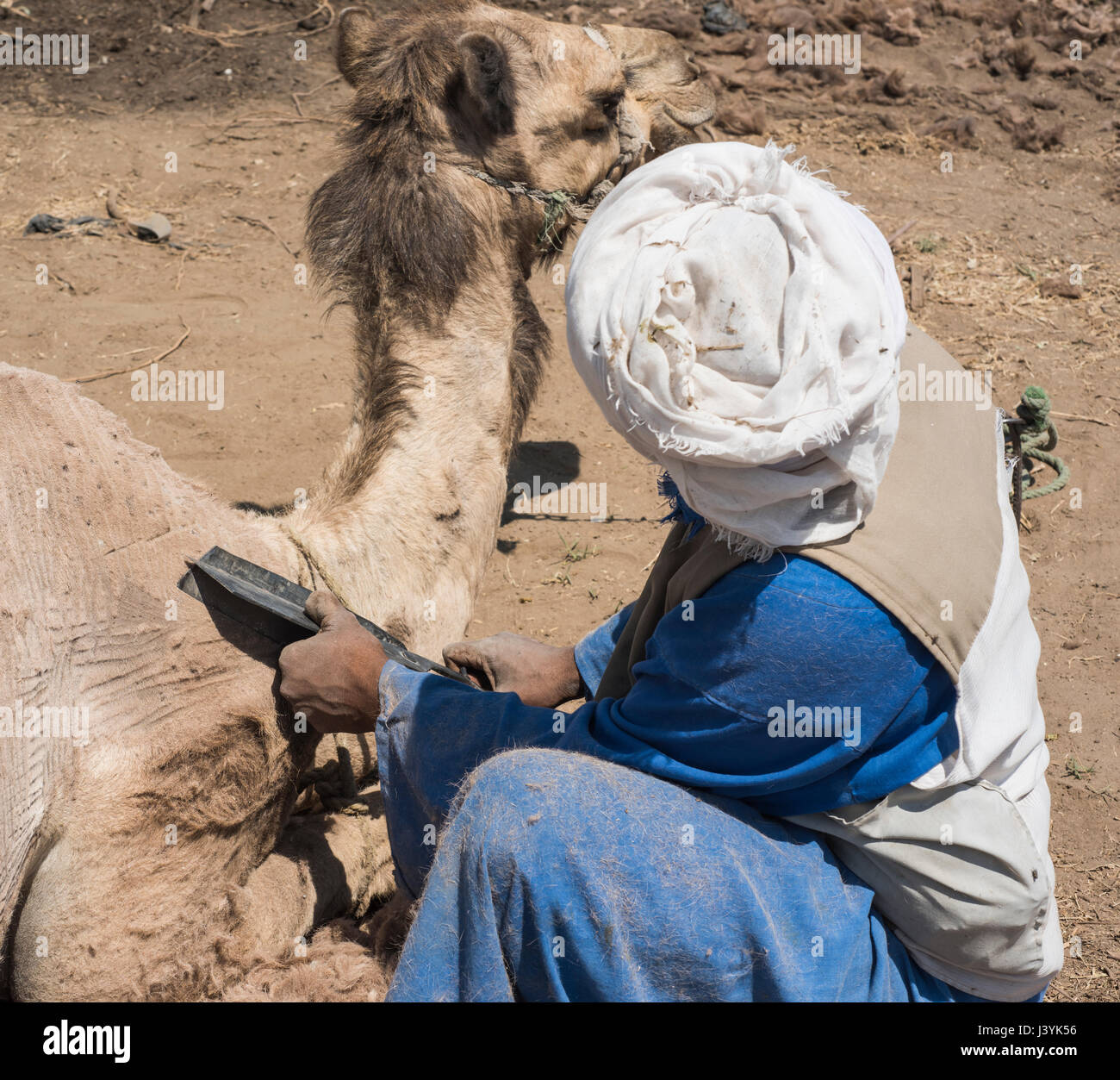 Closeup of traditional egyptian african bedouin man shearing hair on ...