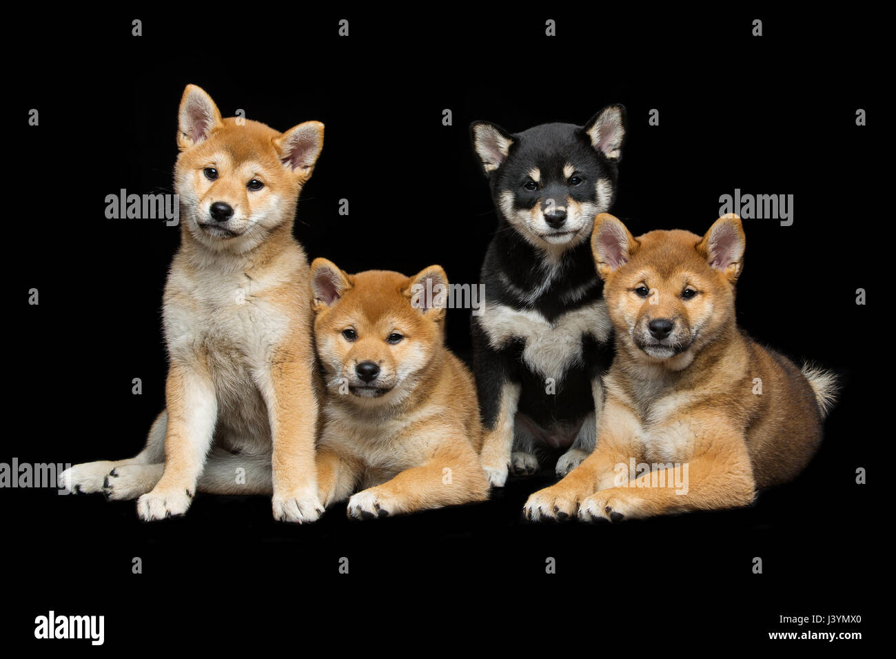 Four beautiful brown and black japanese shiba inu puppy dogs lying over ...
