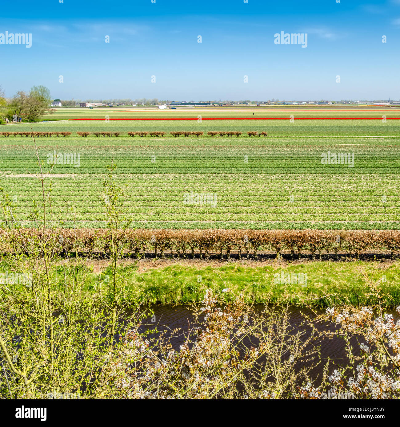 Colorful Dutch tulip field in springtime Stock Photo - Alamy