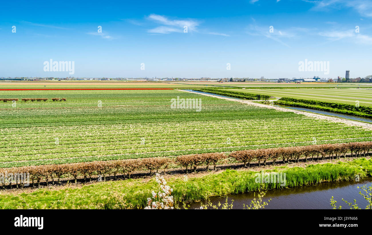 Colorful Dutch tulip field in springtime Stock Photo - Alamy