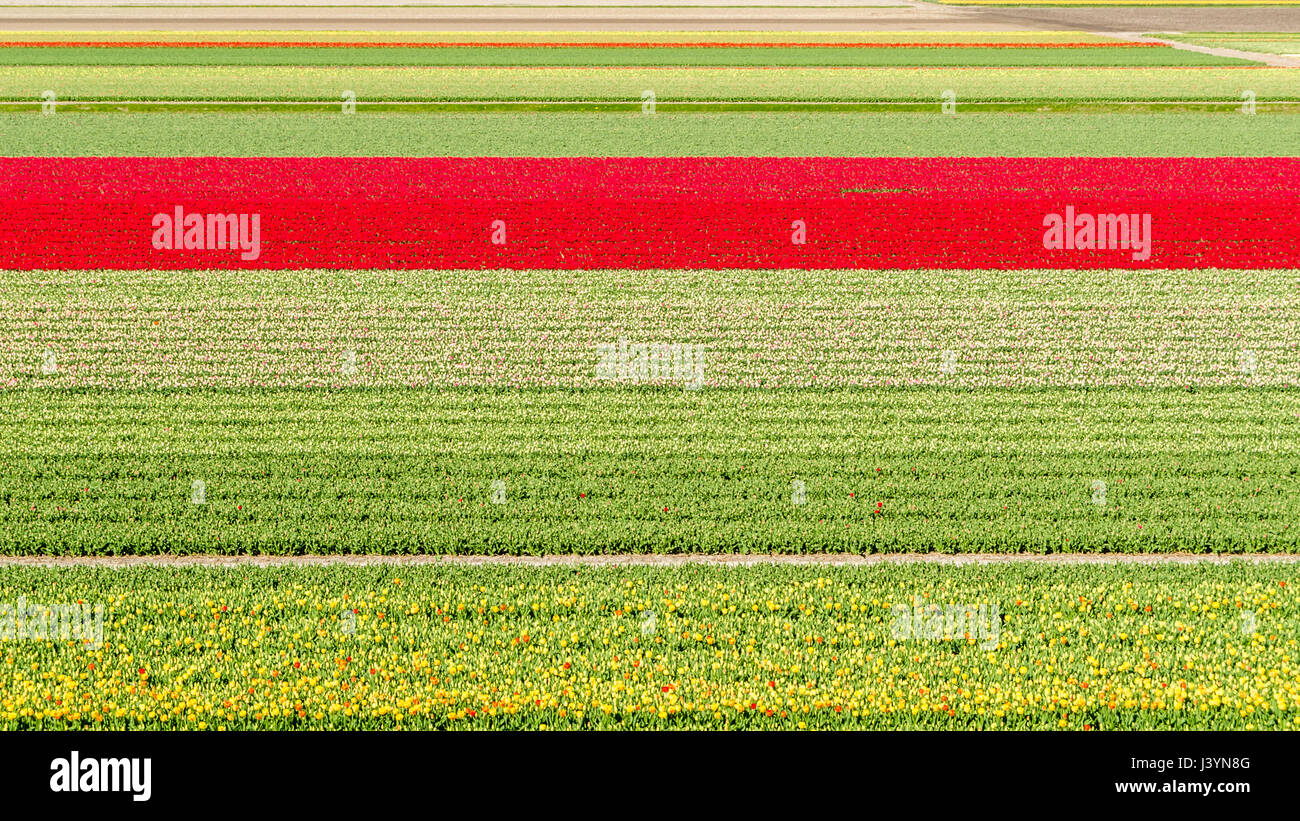 Colorful Dutch tulip field in springtime Stock Photo - Alamy