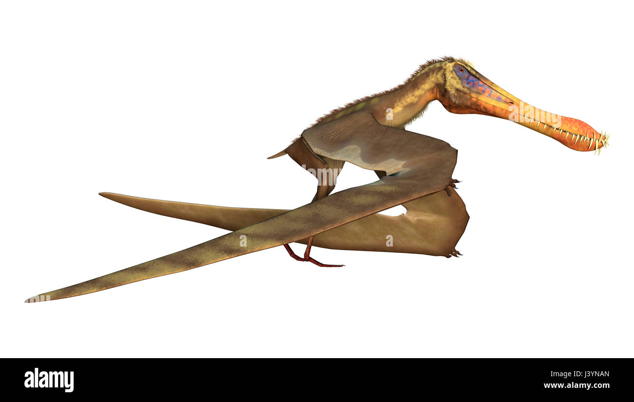 3D rendering of a pterodactyl Anhanguera isolated on white background ...