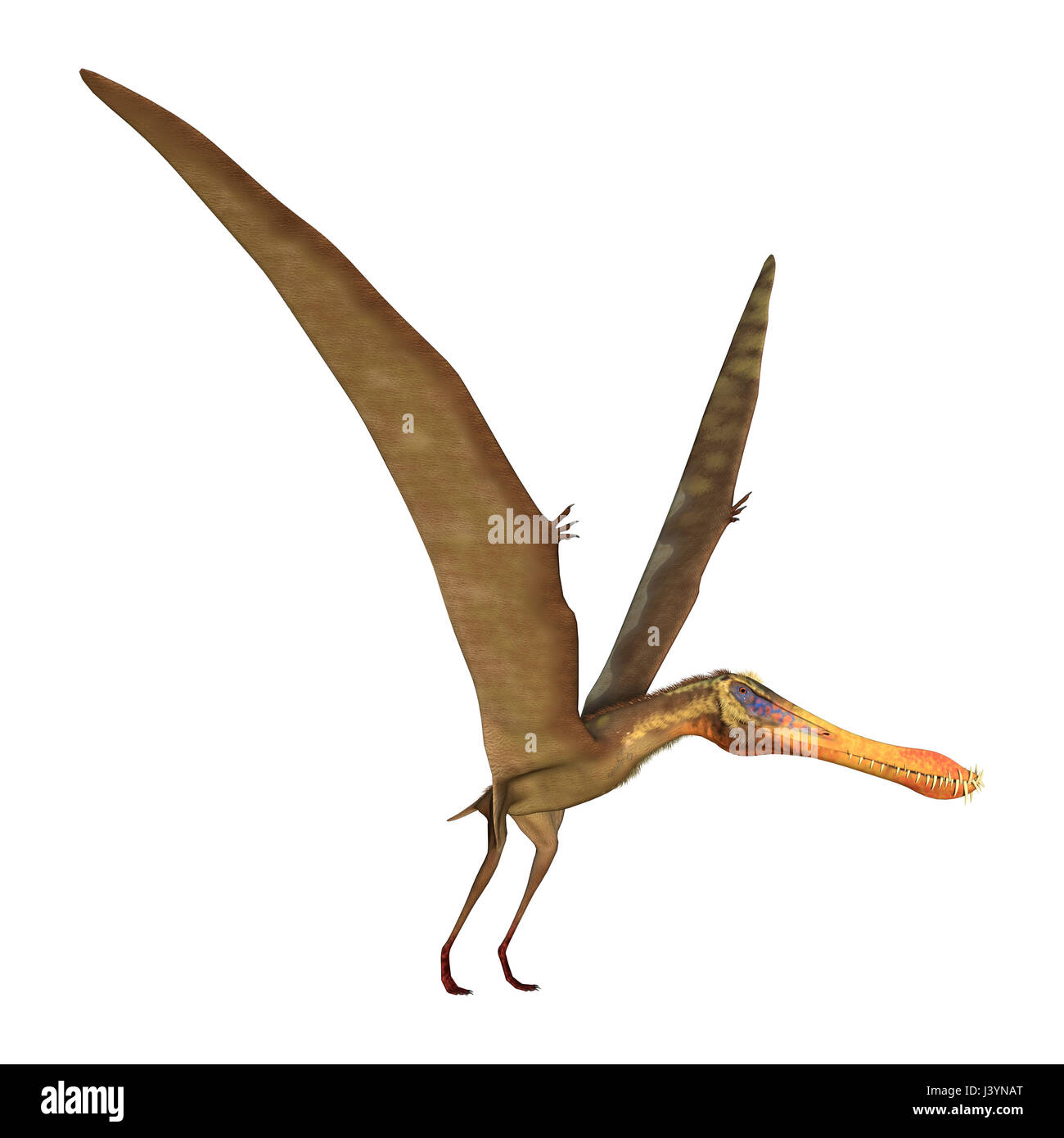 3D rendering of a pterodactyl Anhanguera isolated on white background ...