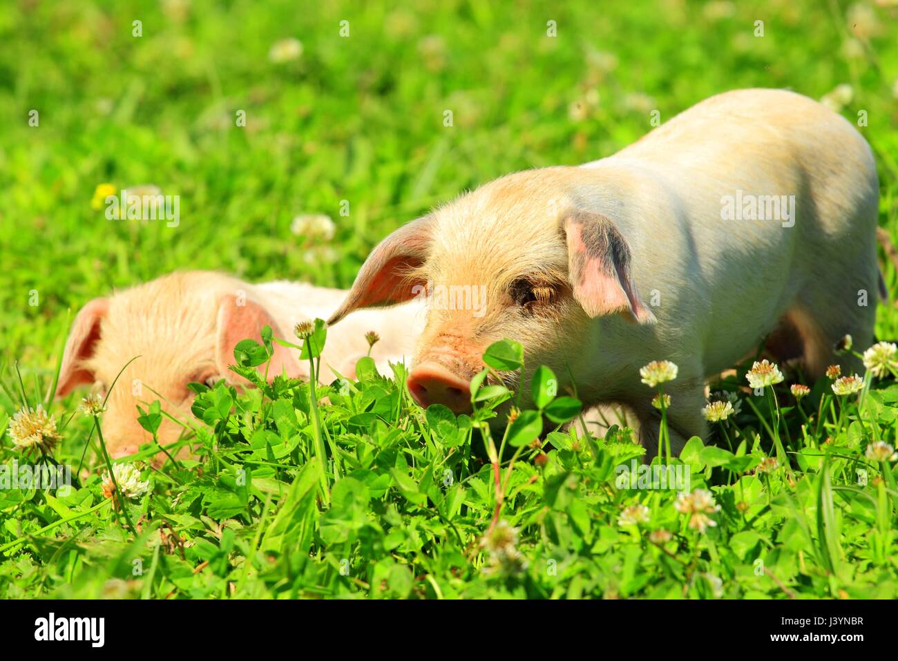 Cute piglets on grass Stock Photo - Alamy