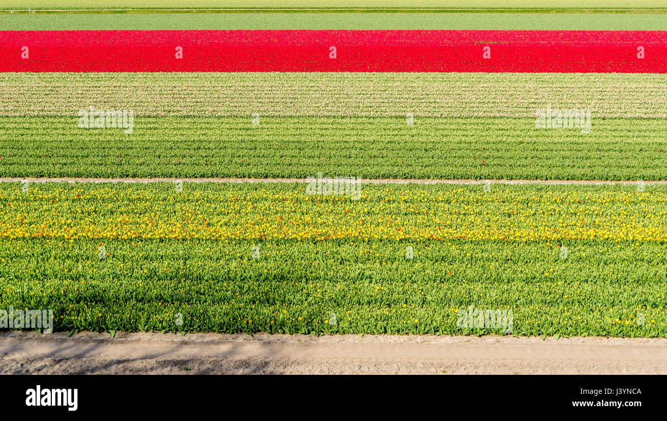 Colorful Dutch tulip field in springtime Stock Photo - Alamy