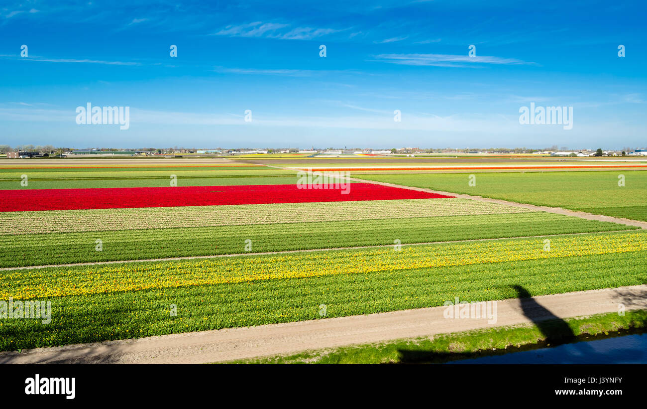 Colorful Dutch tulip field in springtime Stock Photo - Alamy