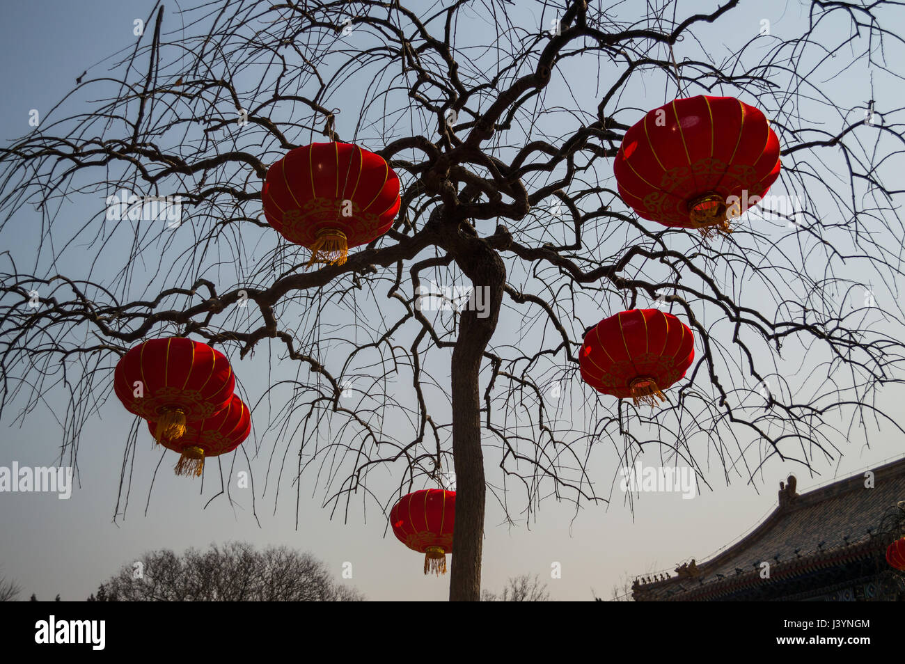 Red Chinese Lanterns in a Tree, Beijing, China Stock Photo - Alamy