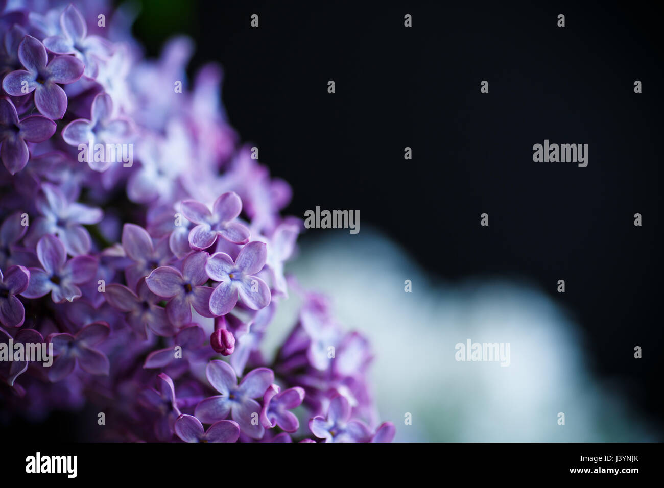 A branch of lilac on a black background Stock Photo - Alamy