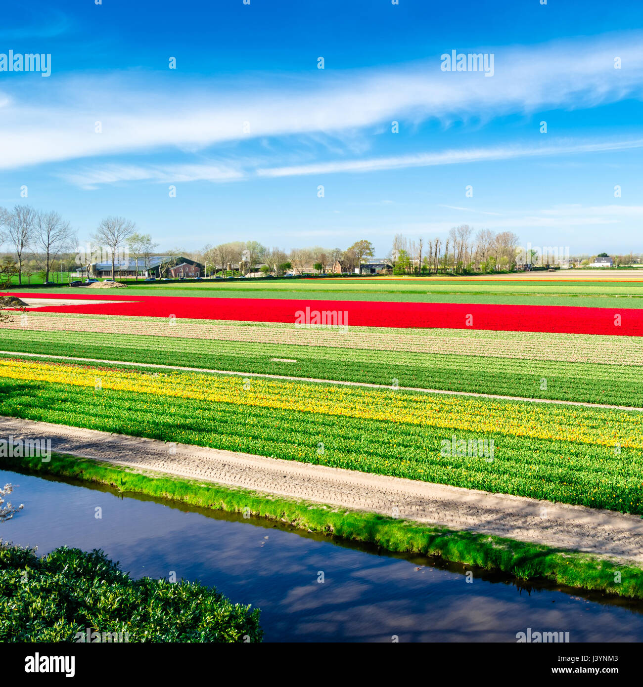 Colorful Dutch tulip field in springtime Stock Photo - Alamy