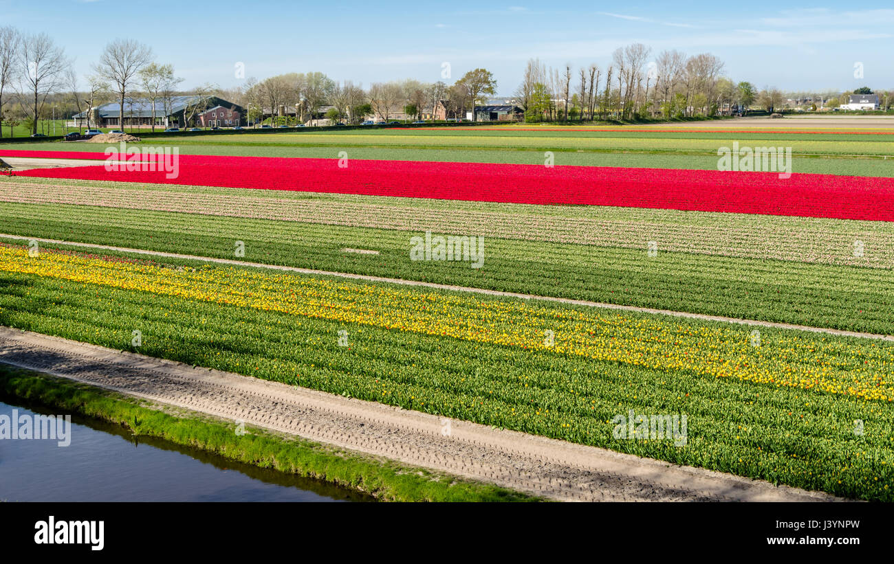 Colorful Dutch tulip field in springtime Stock Photo - Alamy