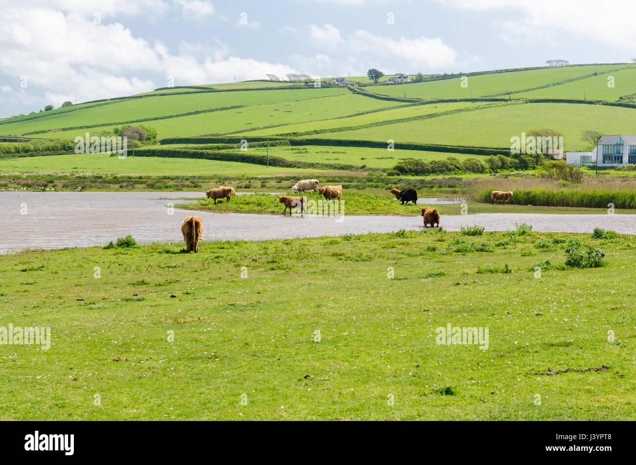 A herd of Highland cattle grazing in a field near South Milton Sands in ...