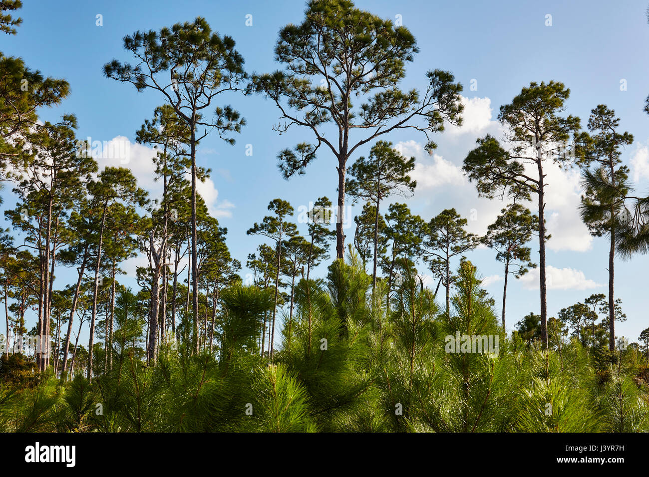 Abaco island hi-res stock photography and images - Alamy