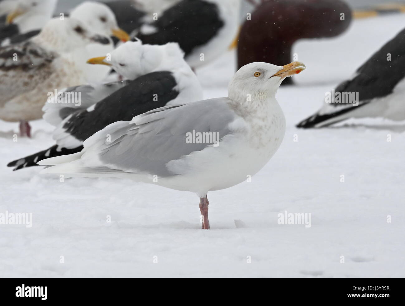 Glaucous Gull (Larus hyperboreus) adult eating snow with Slaty-backed ...