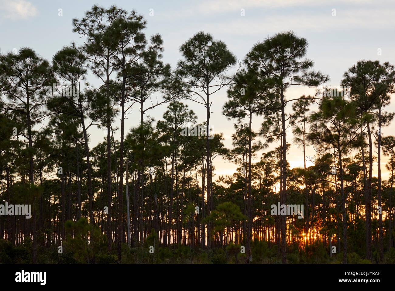 Pine forest on Abaco Island Bahamas Stock Photo - Alamy