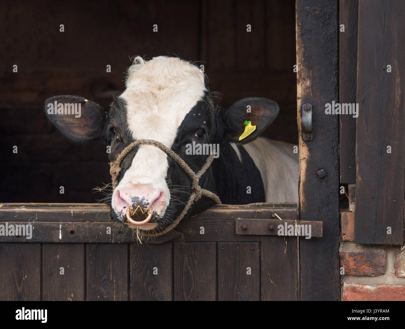 Holstein Bull Next To Person