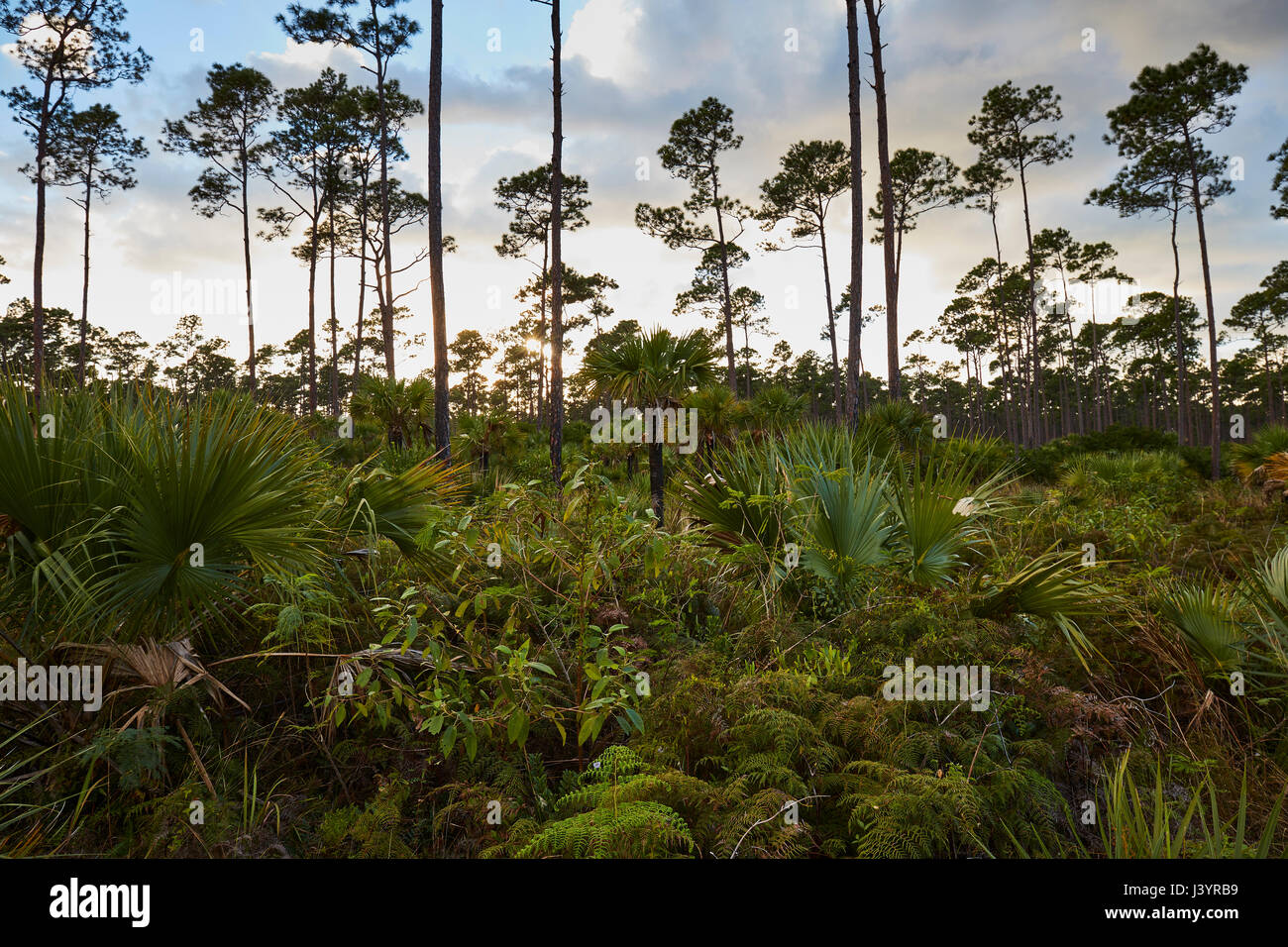 Pine forest on abaco island hi-res stock photography and images - Alamy
