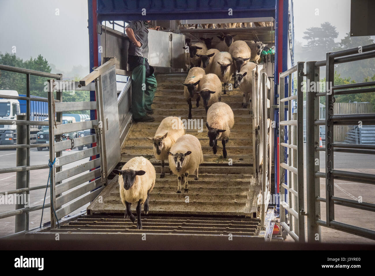 Unloading sheep hi-res stock photography and images - Alamy