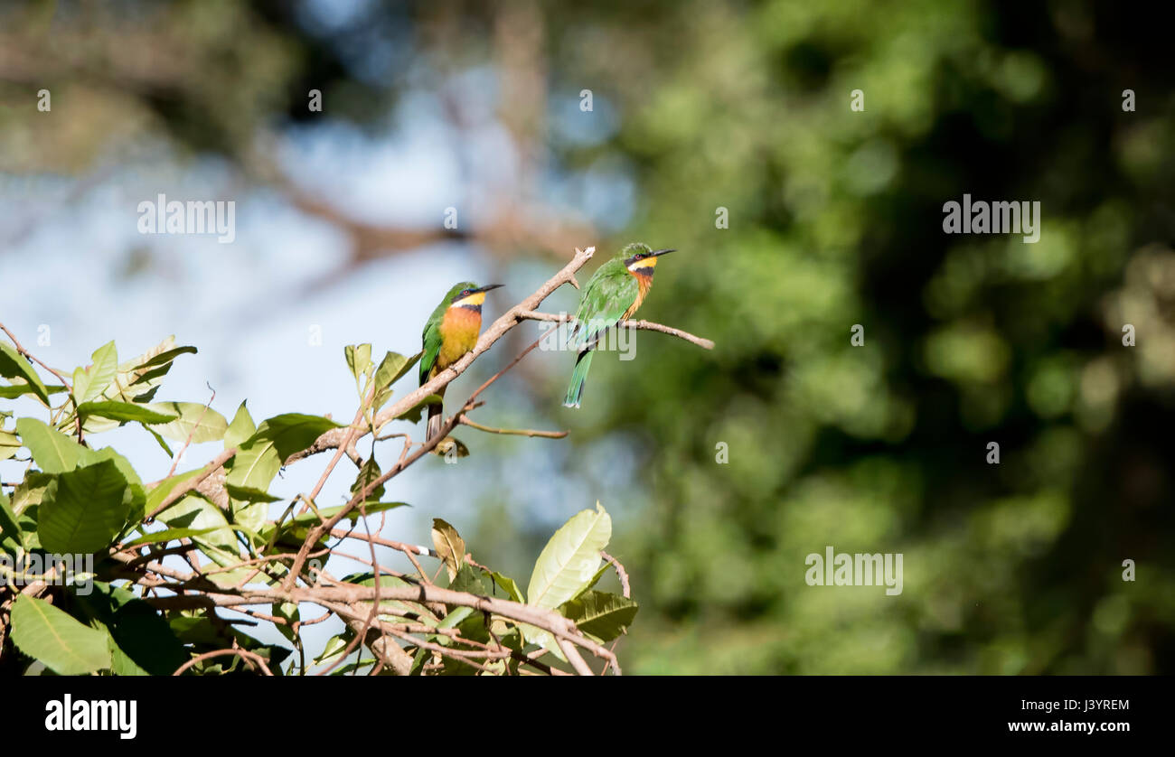 Two Wild Cinnamon-chested Bee-Eaters (Merops oreobates) Perched on ...