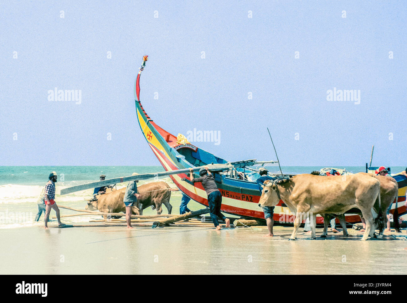 Oxen pulling boat hi-res stock photography and images - Alamy