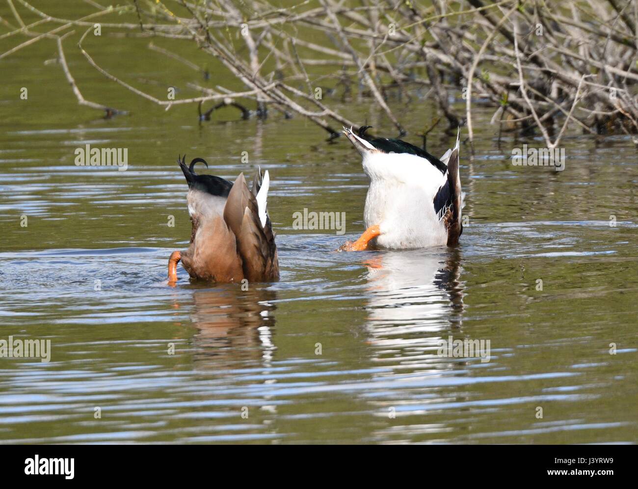 Two male mallard ducks upend searching for food in the nature reserve ...