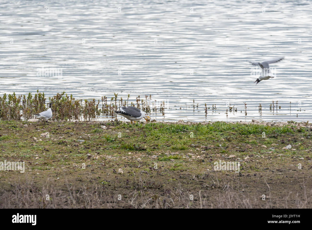 Black headed lapwing hi-res stock photography and images - Alamy