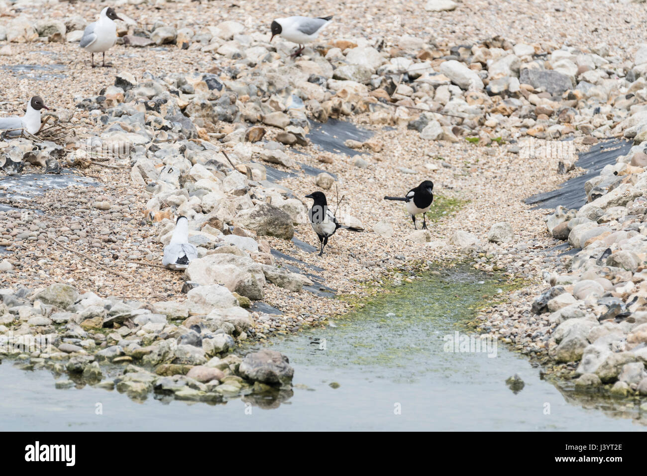Magpie uk nest hi-res stock photography and images - Alamy