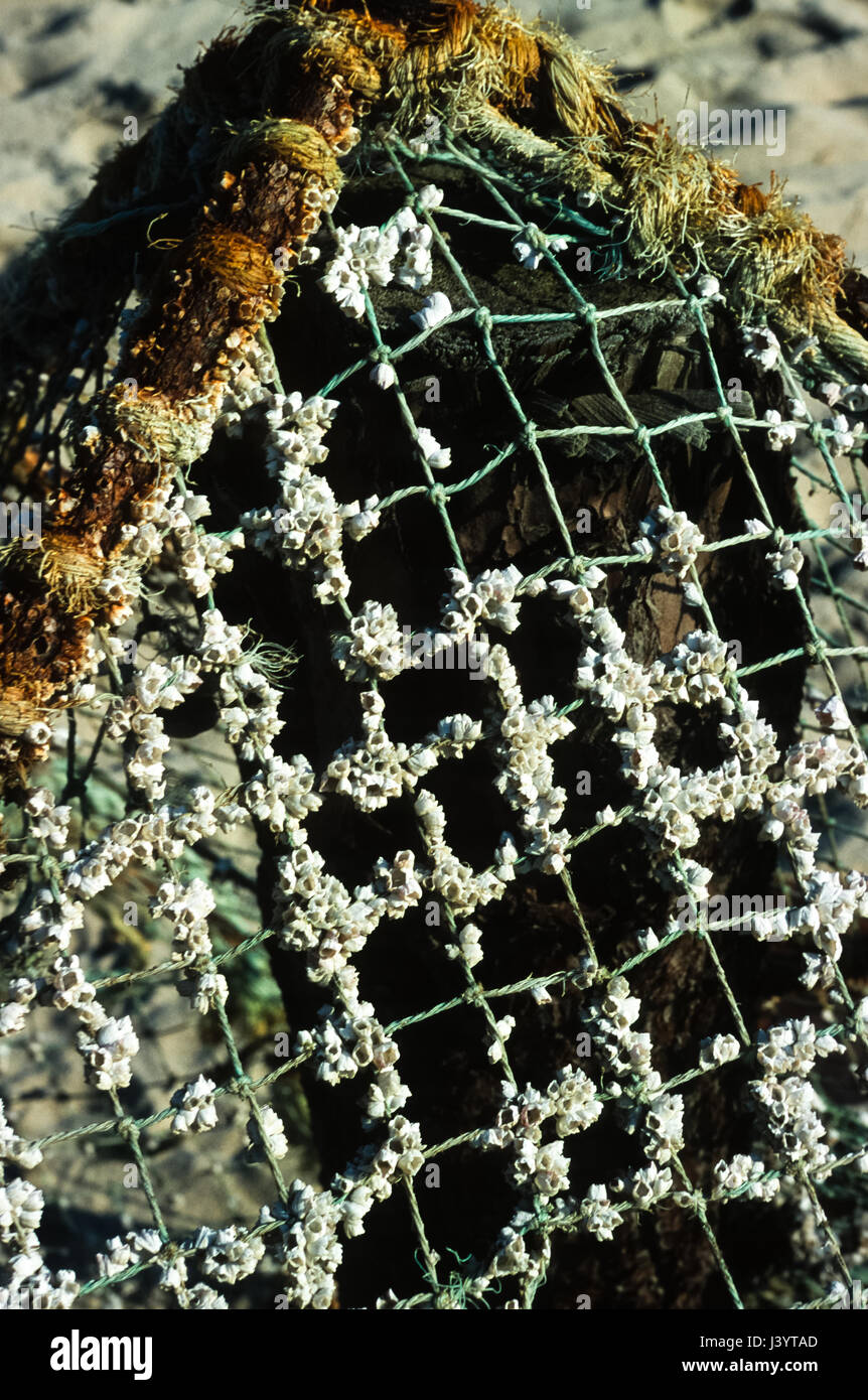 Trap covered with barnacles on the beach on the Atlantic Ocean at ...