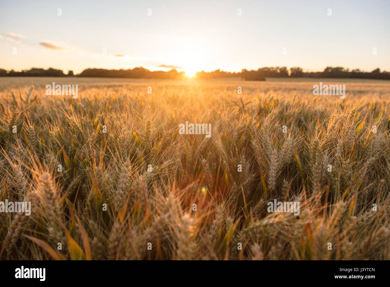 Golden field of barley crops growing on farm at sunset or sunrise Stock ...