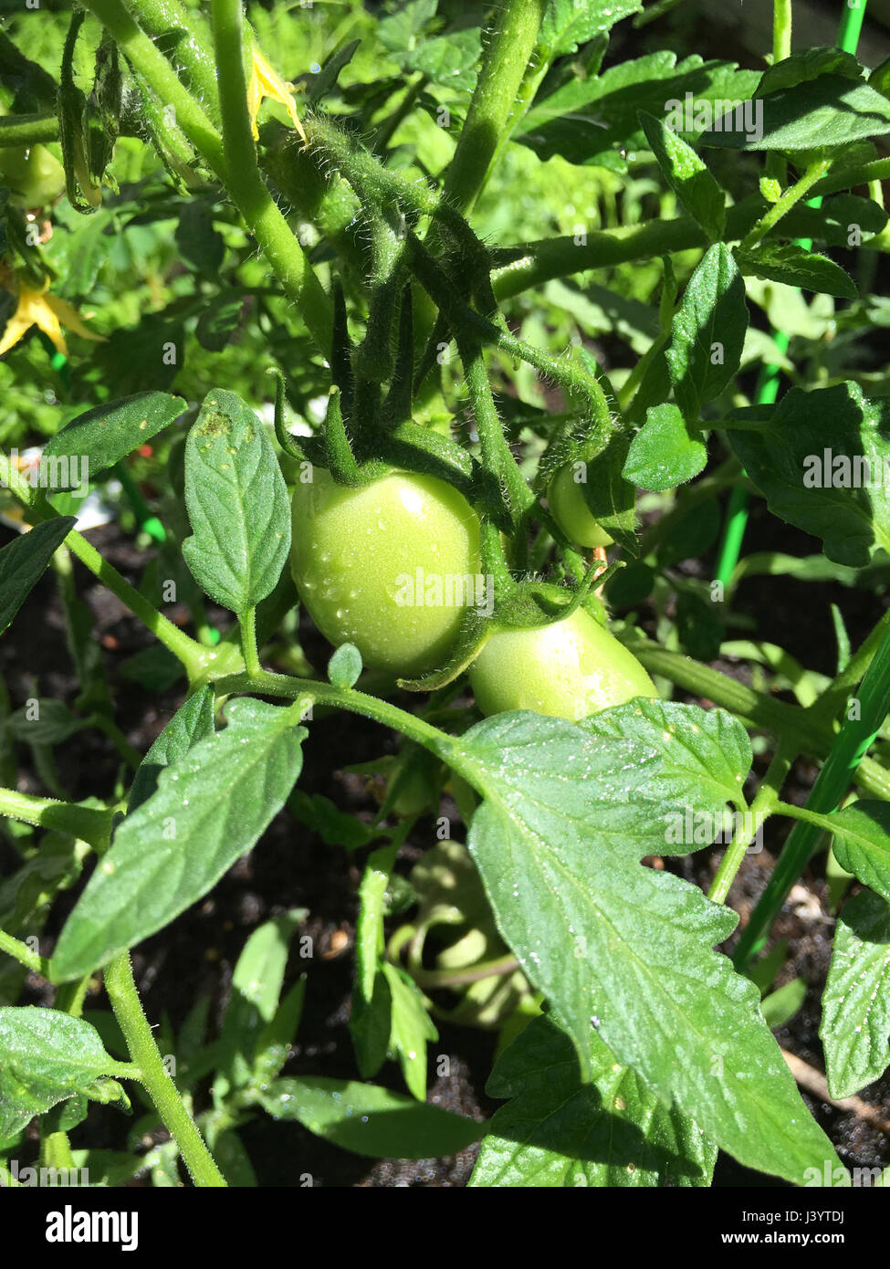 Tomatoe plant hi-res stock photography and images - Alamy