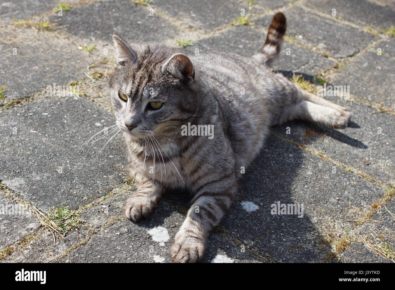 Homeless animal hi-res stock photography and images - Alamy