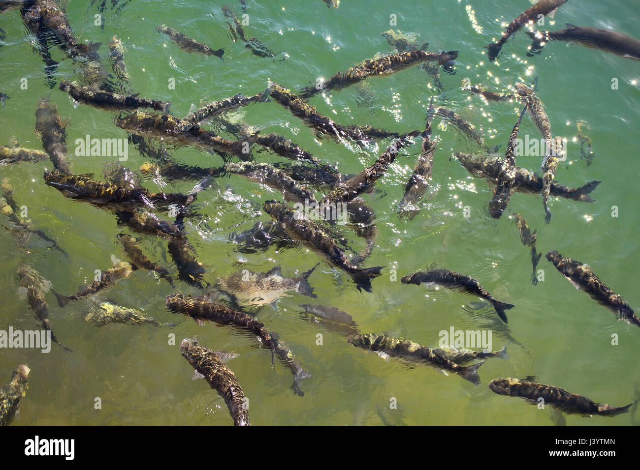 Top view of many carp fish (Cyprinus carpio) trying to catch food at ...