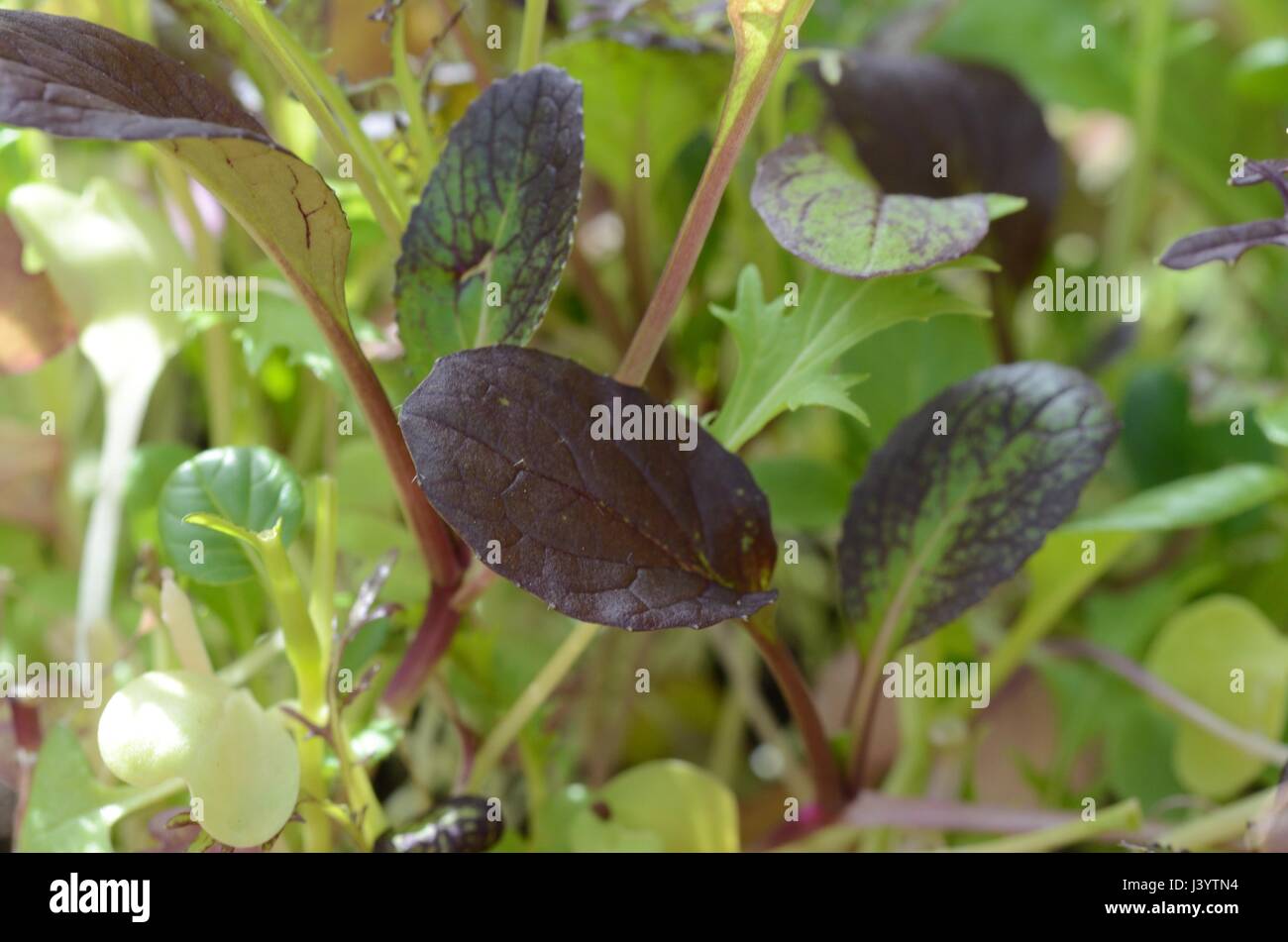 Lettuce Leaves Greenhouse at Olga Rayford blog