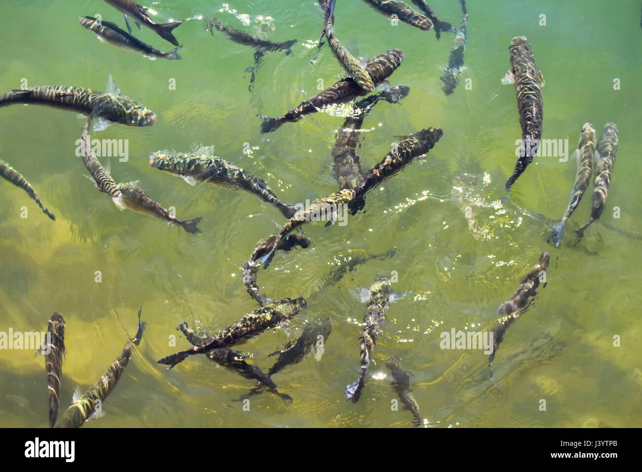 Top view of many carp fish (Cyprinus carpio) trying to catch food at ...