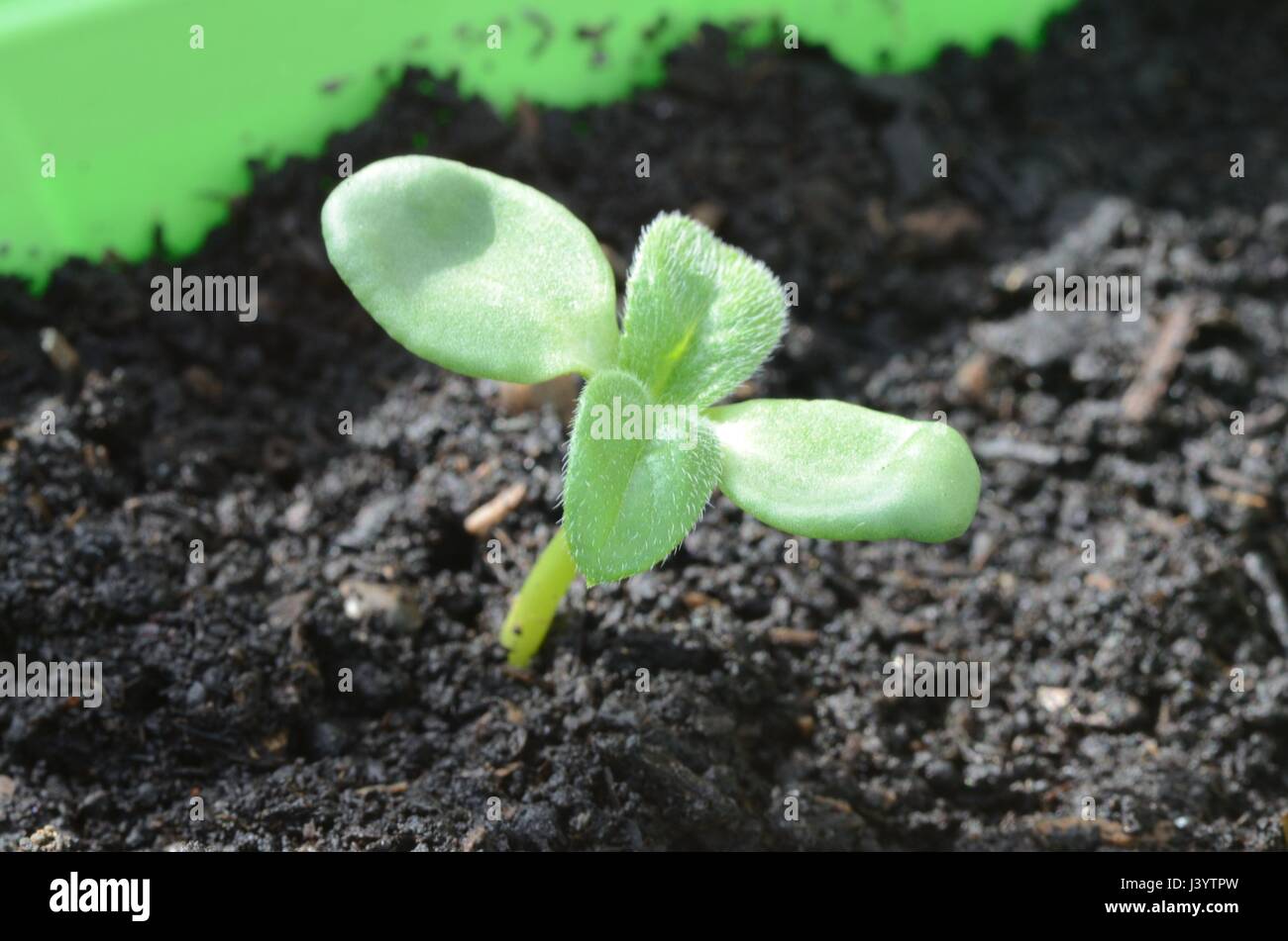 Sunflower seedling growing in greenhouse Stock Photo - Alamy