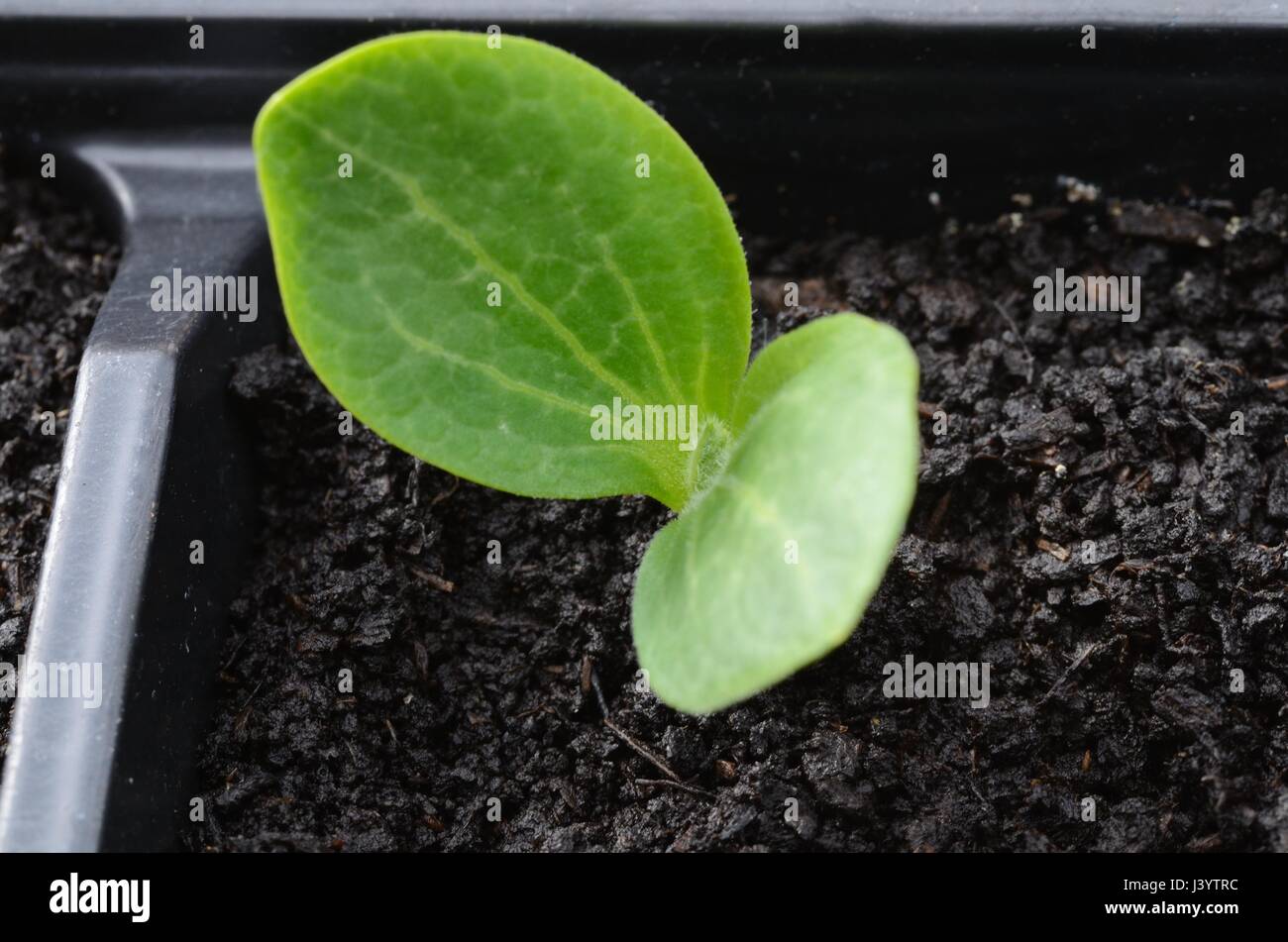 Courgette seedling growing in tray Stock Photo - Alamy