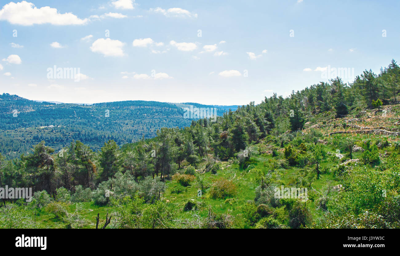 Jerusalem's forests and hills. Landscape. Magnificent panoramic picture ...