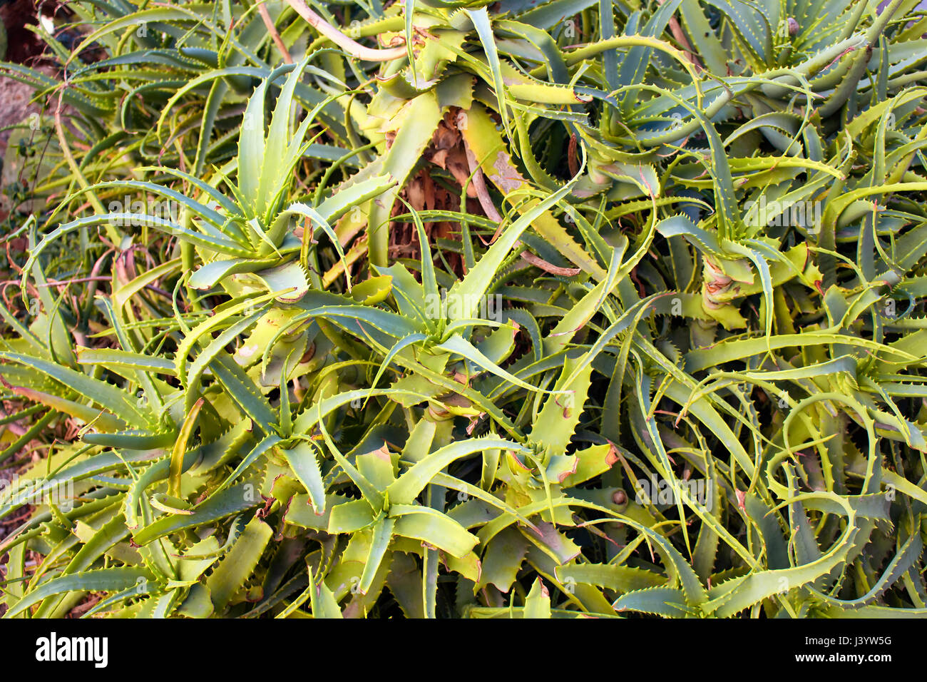Close up view of Agave bracteosa. It is a species of agave sometimes ...