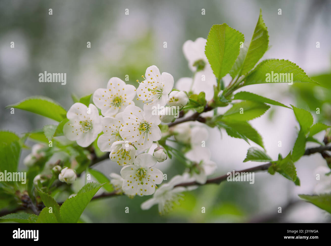 Flowering fruit tree with white flowers Stock Photo - Alamy