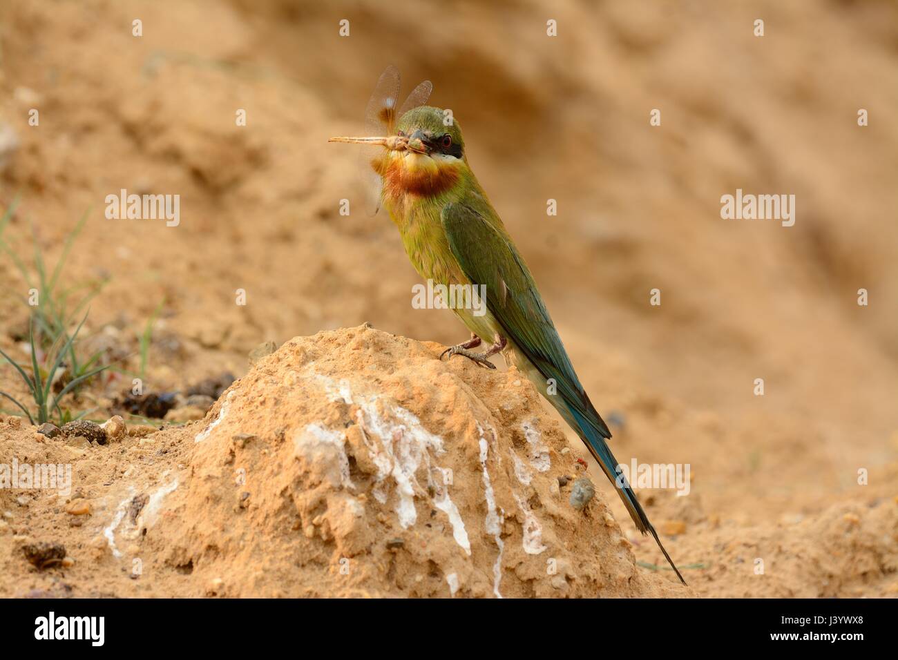 beautiful blue tailed bee eater (Merops philippinus) possing Stock ...