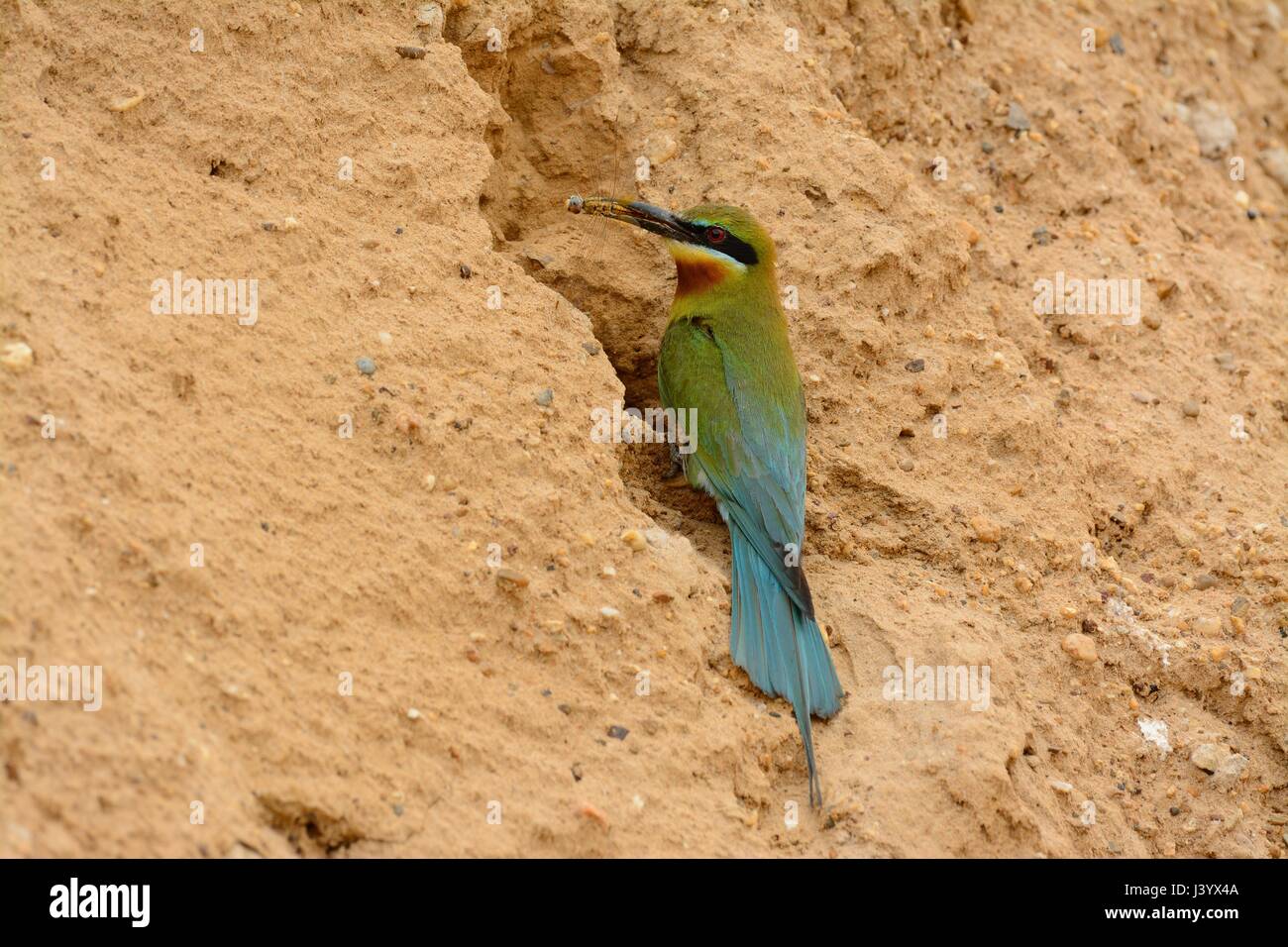 beautiful blue tailed bee eater (Merops philippinus) possing Stock ...