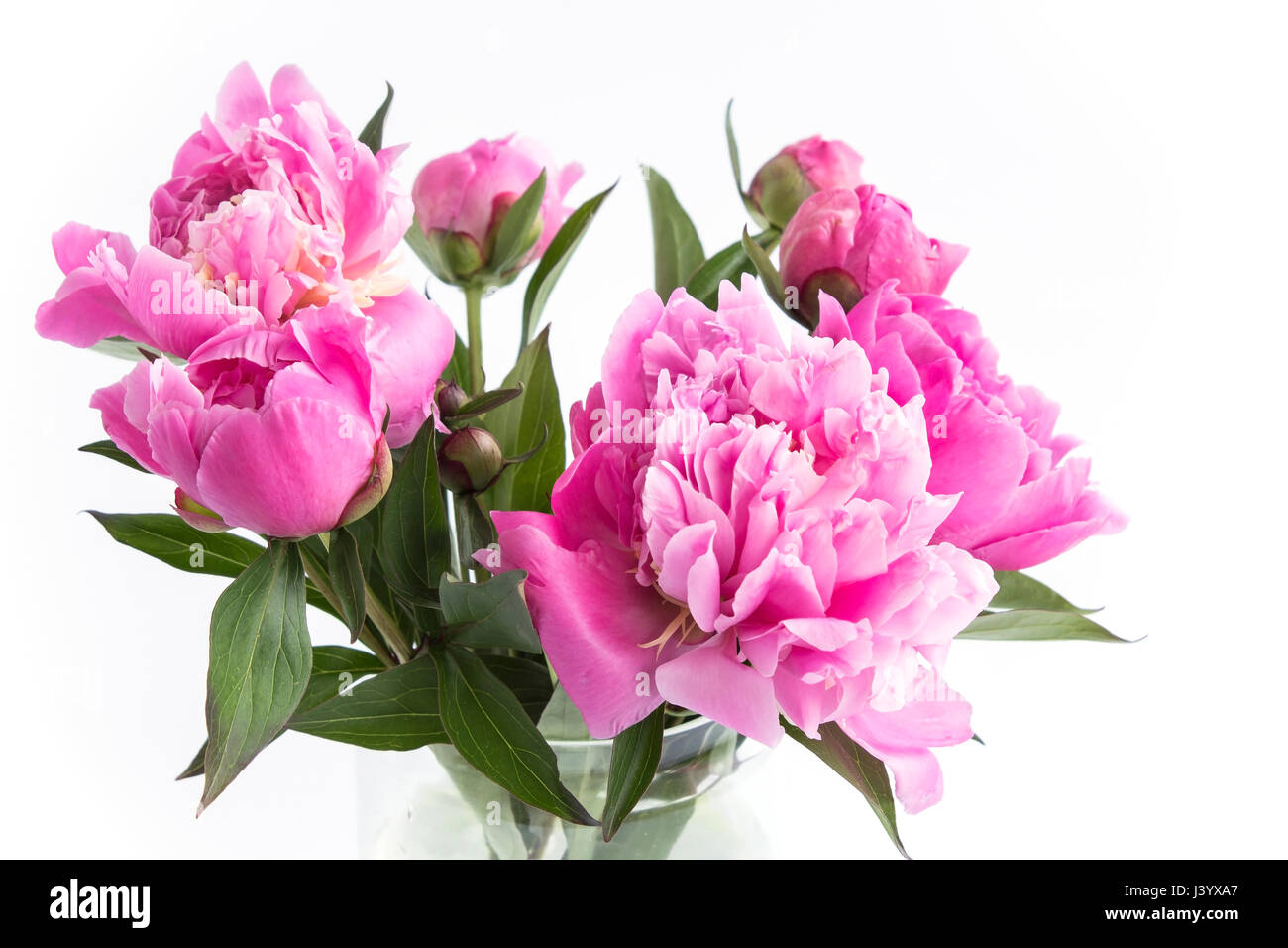 Bouquet blooming white peonies hi-res stock photography and images - Alamy
