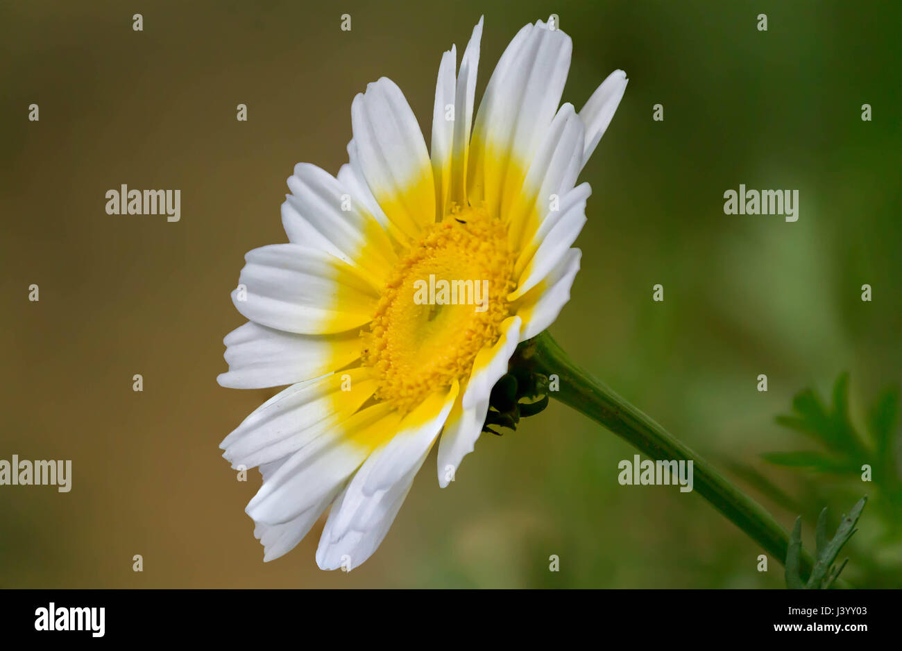 Simple single bloom High Resolution Stock Photography and Images - Alamy